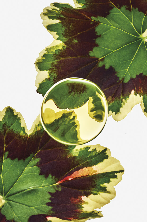 Compra online LOEWE Esencia Elixir 50ml