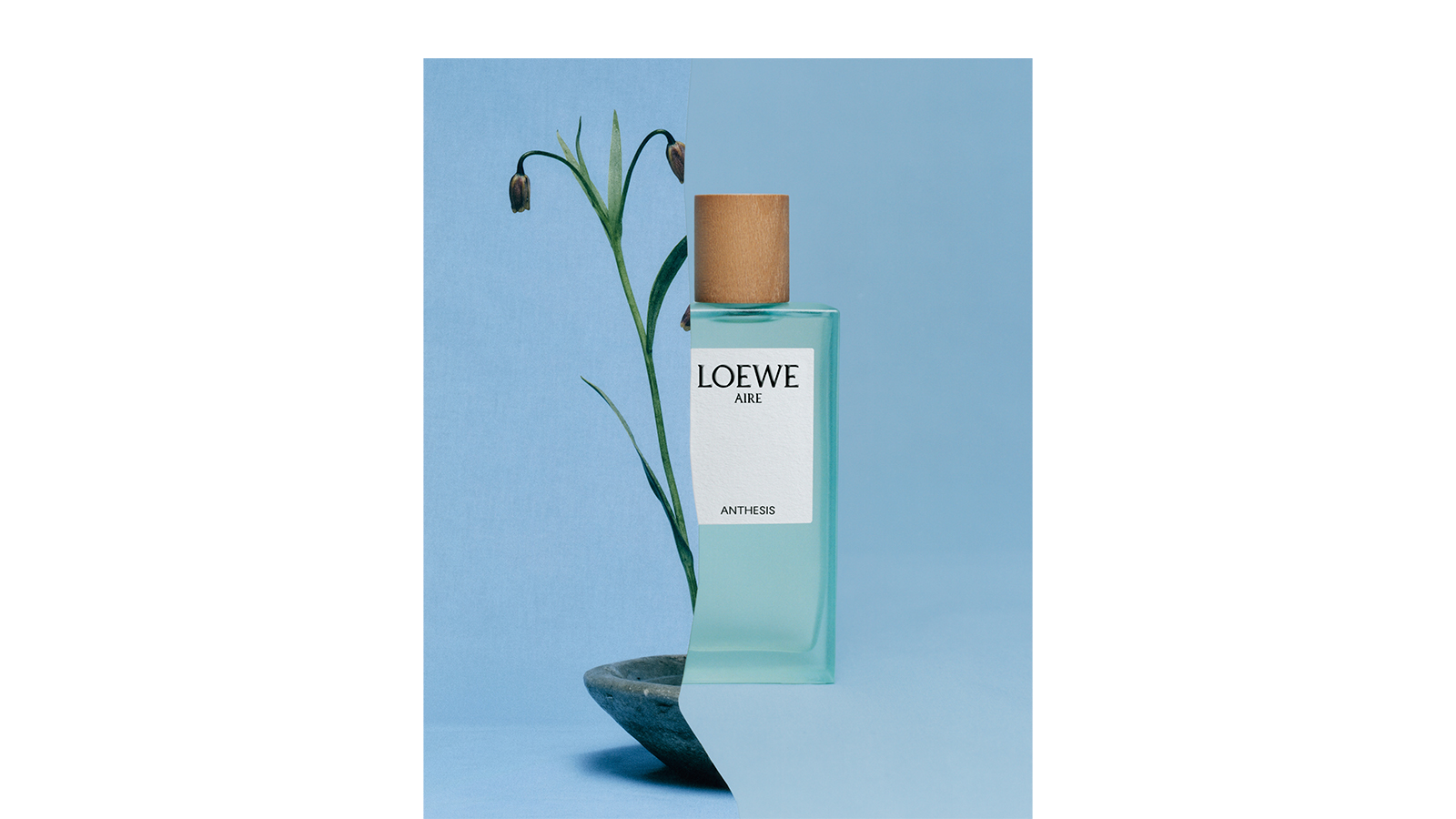 LOEWE Perfumes | Colour. Scent. Emotion.